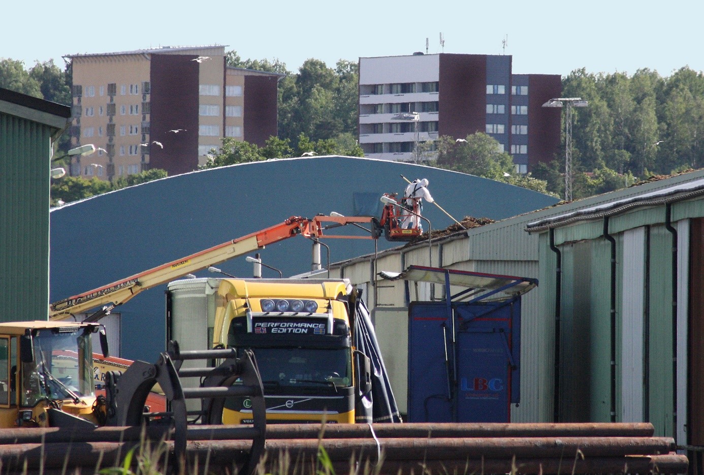 Hur hanteras fåglar som häckar på tak? - BirdLife Sverige