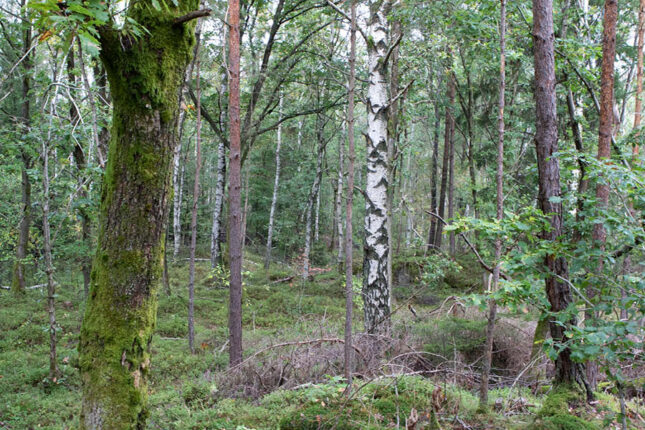 Stå upp för skogen - Nu börjar vår skogskampanj! - BirdLife Sverige