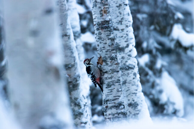 Vitryggig hackspett Norrland - BirdLife Sverige
