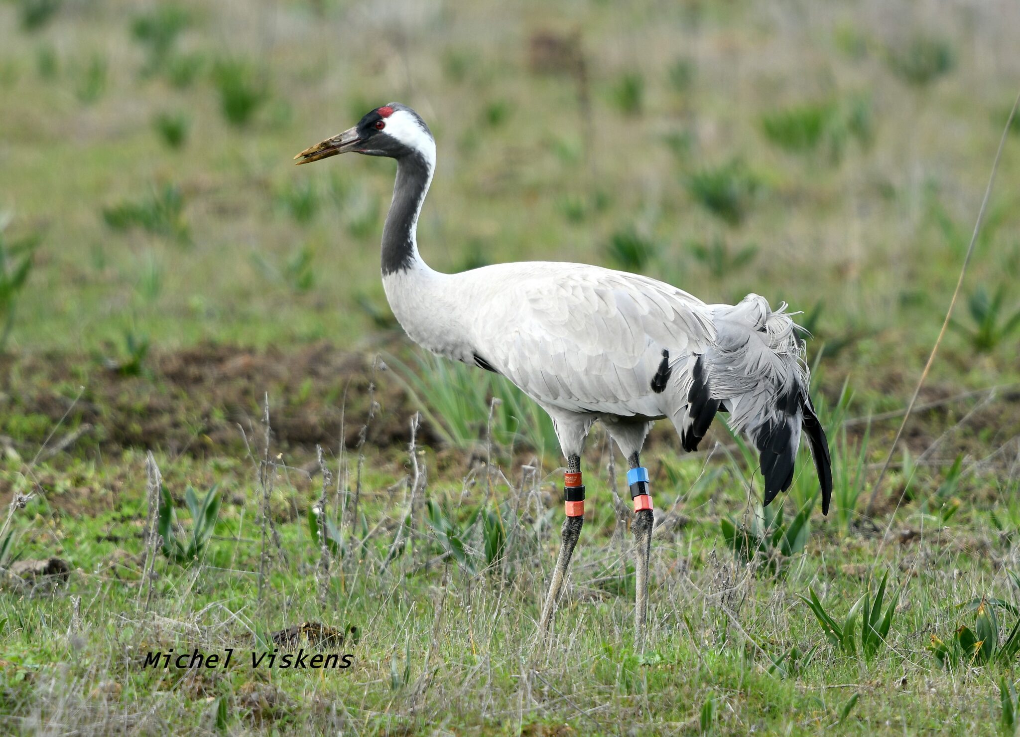Rapportera färgmärkta tranor - BirdLife Sverige