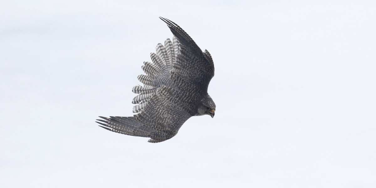 Projekt Jaktfalk - BirdLife Sverige