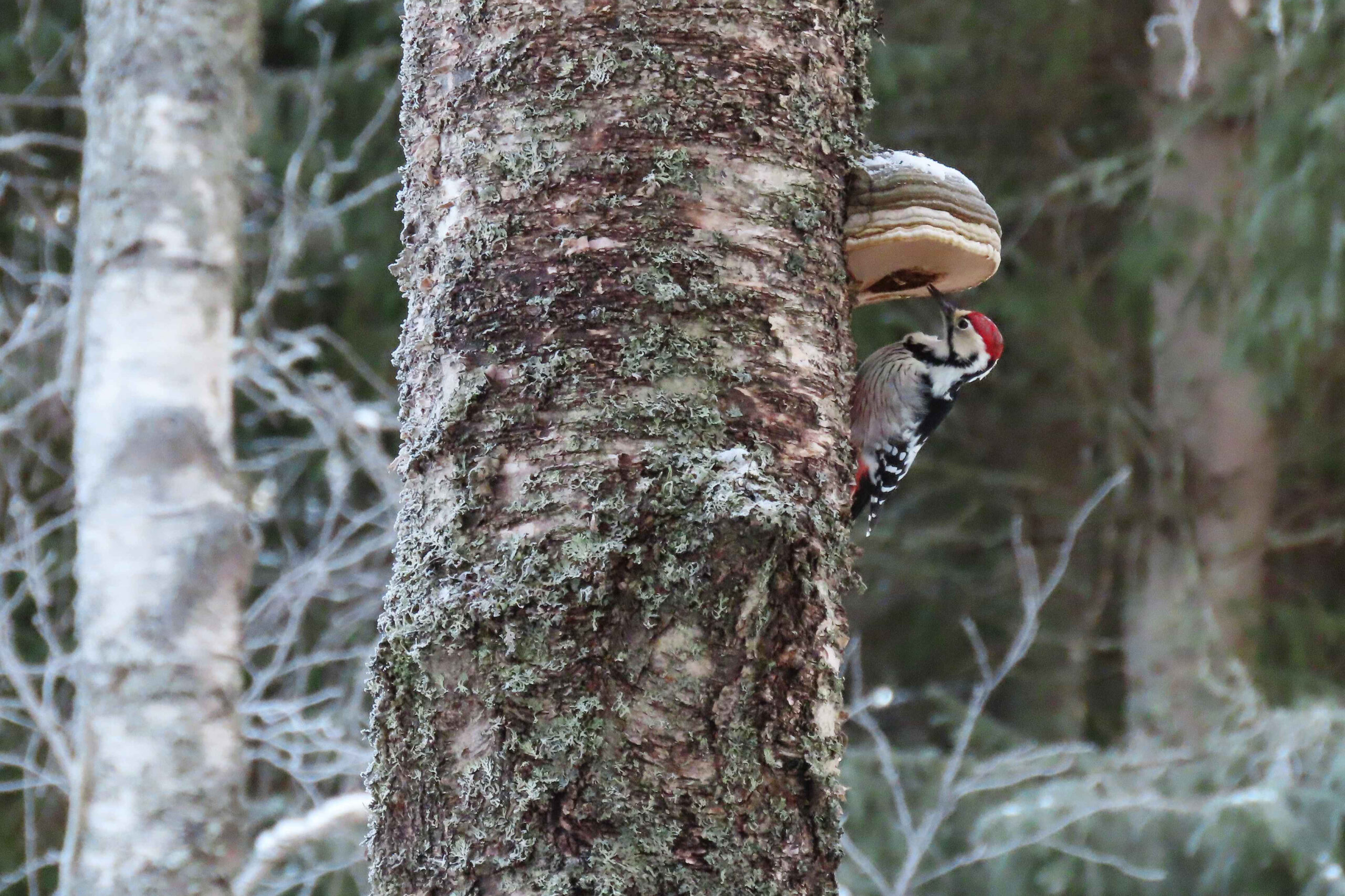 Hur har våra partier röstat i Bryssel? - BirdLife Sverige