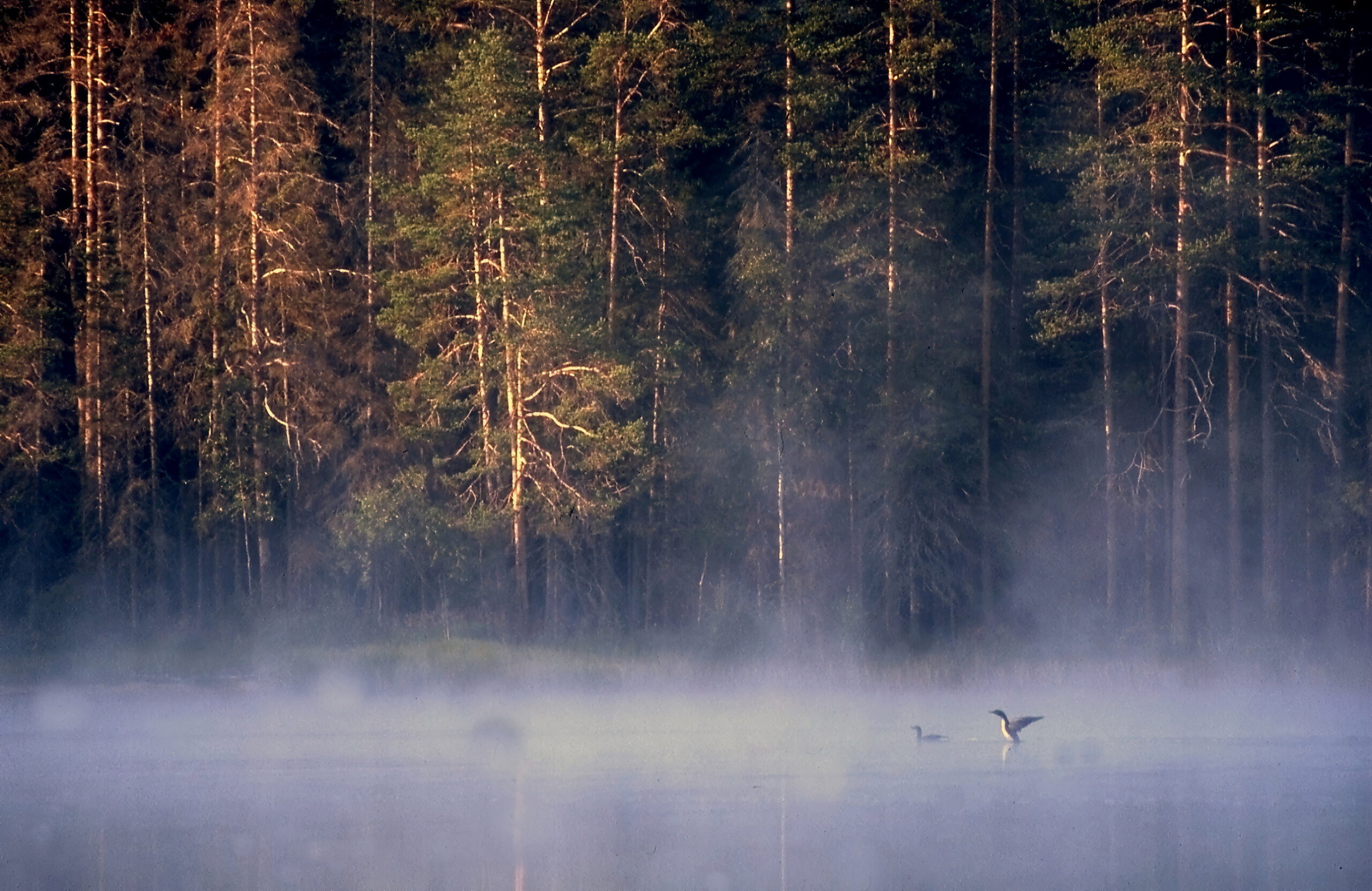 Börja inventera sjö- och våtmarksfåglar! - BirdLife Medelpad