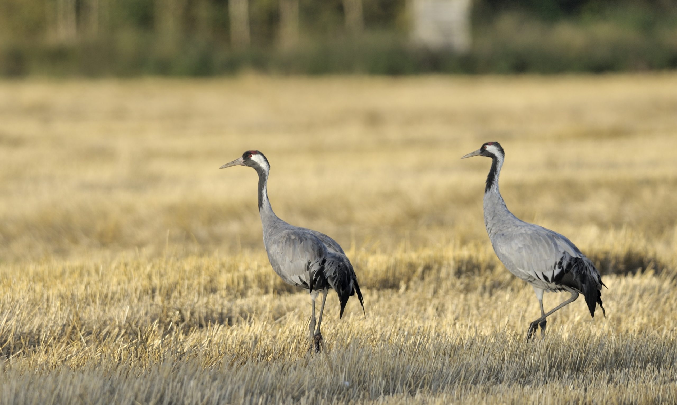 Ger skyddsjakt på trana i Kvismaren avsedd effekt? - Närkes ...