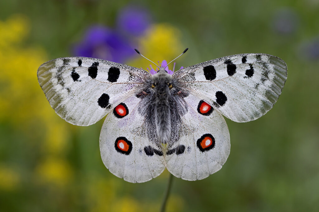 Naturfotograf Torbjörn Arvidson visar snygga bilder på fåglar, fjärilar ...