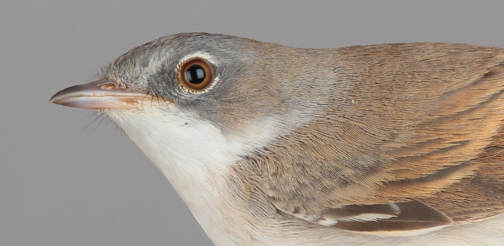 Sylvia communis - Ringers Digiguide