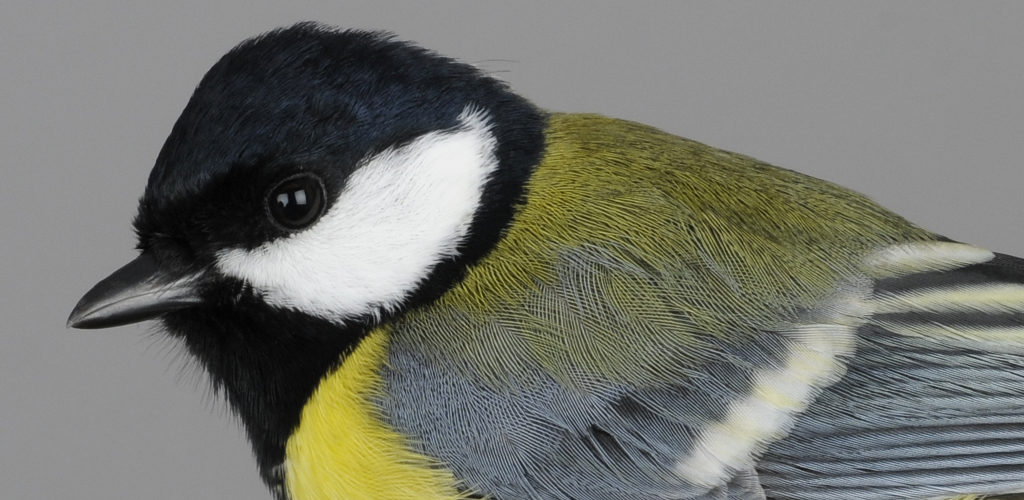 Parus major - Ringers Digiguide