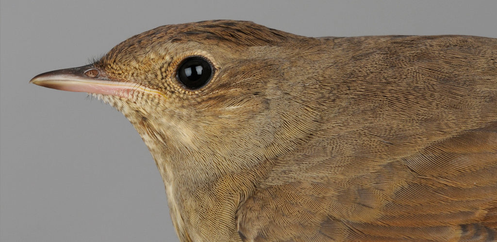 Luscinia luscinia - Ringers Digiguide