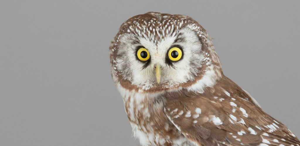 Aegolius funereus - Ringers Digiguide