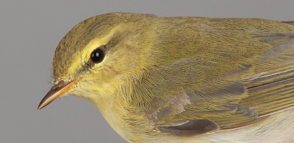 Phylloscopus trochilus - Ringers Digiguide