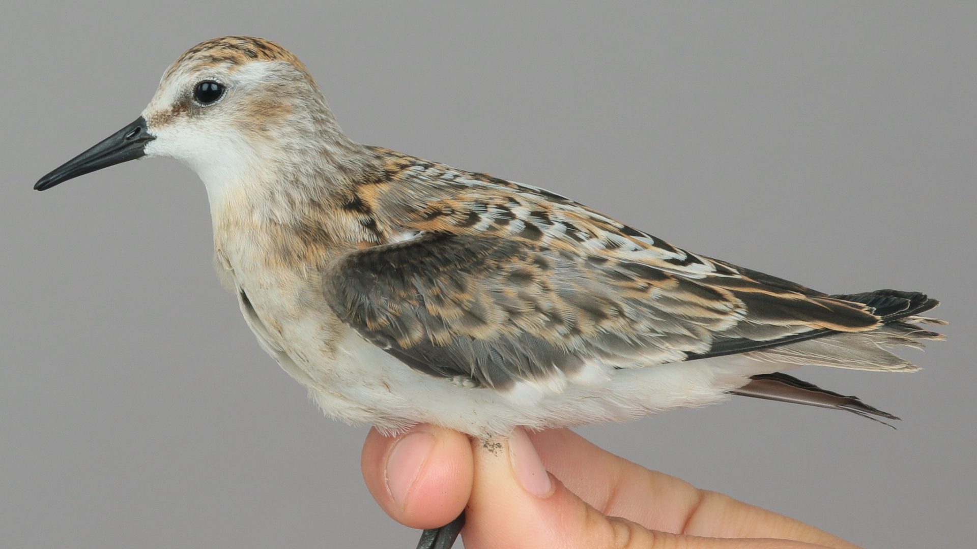 A unique record of a ‘Swedish’ stint in Charleston, South Carolina, USA ...