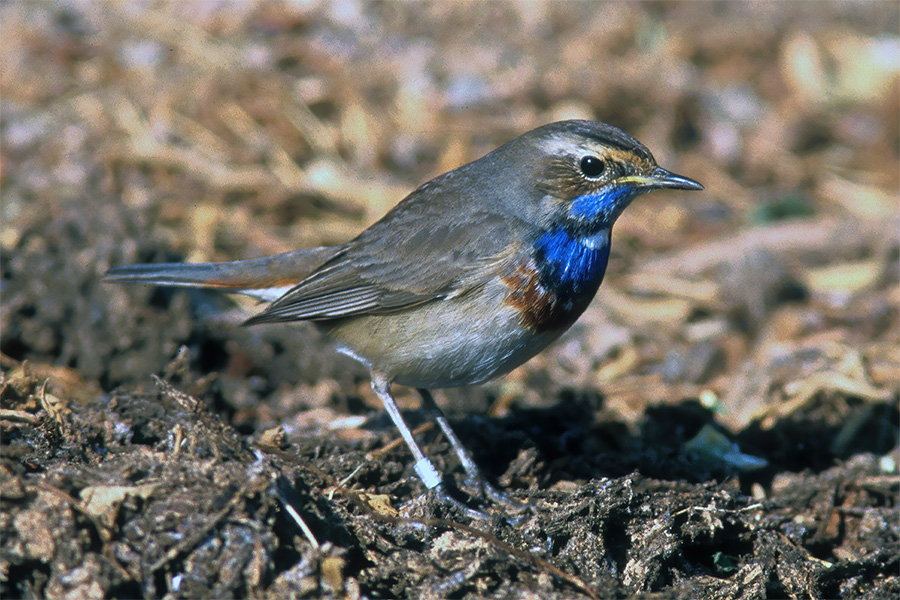 Vitstjärnig blåhake - Skånes ornitologiska förening