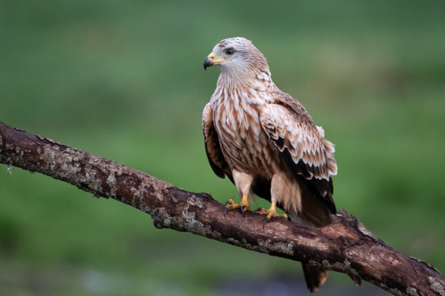 Röd glada - Skånes ornitologiska förening