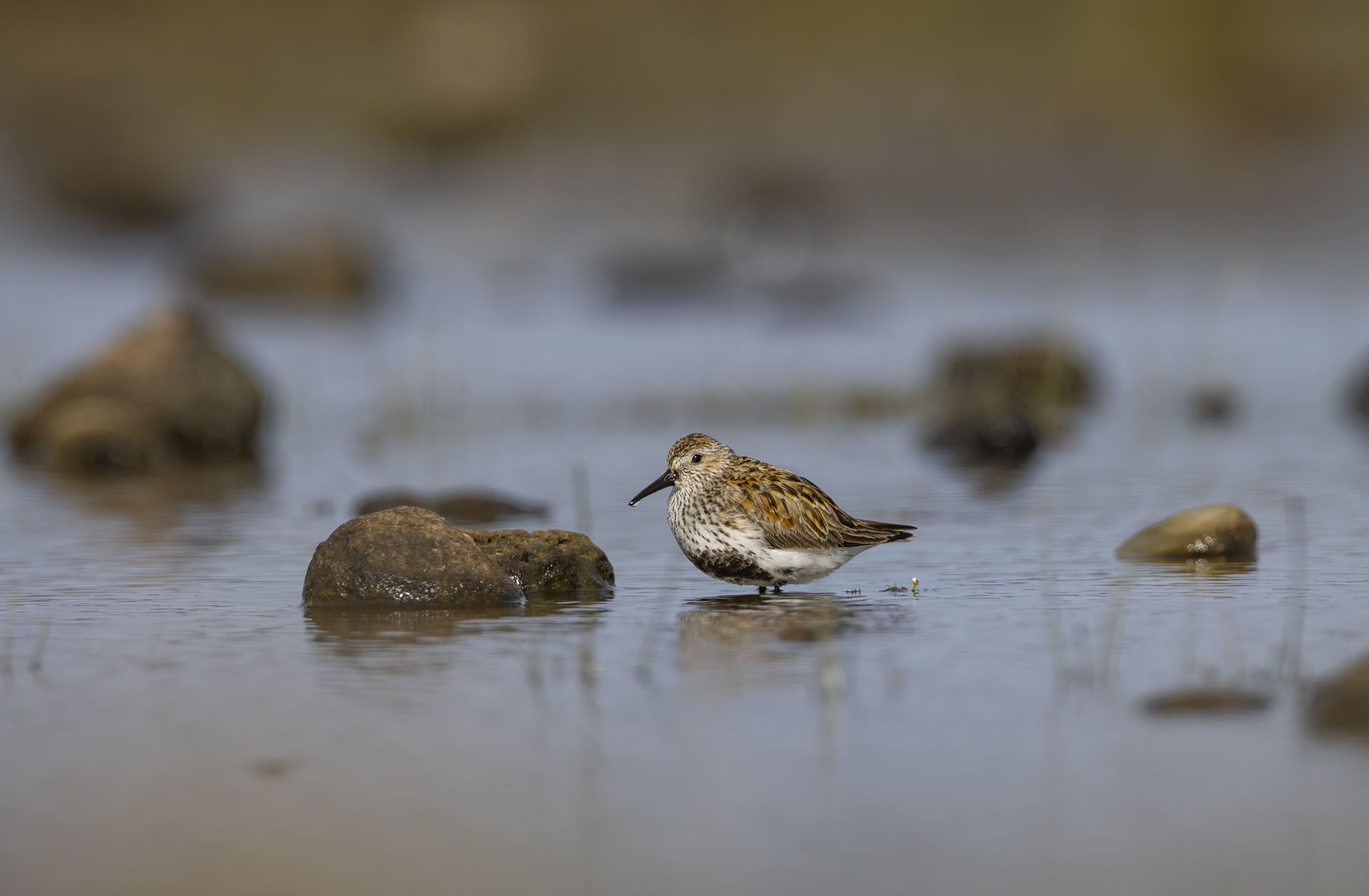 Hem - Projekt sydlig kärrsnäppa