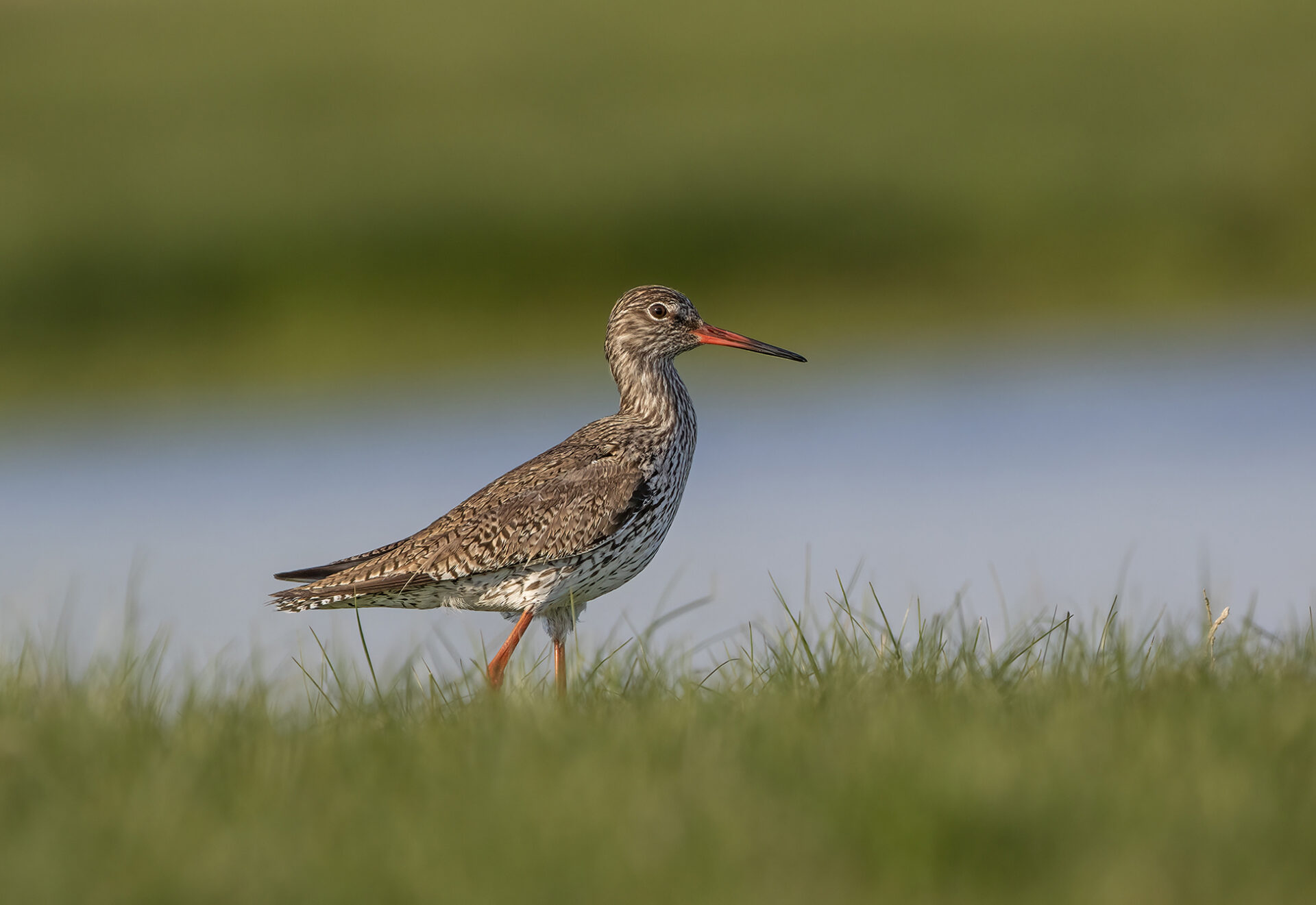 Rödbena - Projekt sydlig kärrsnäppa