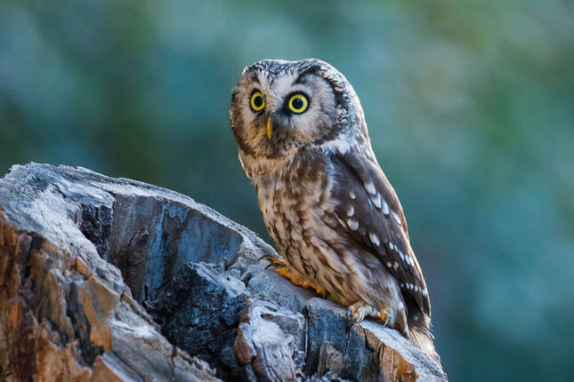 Ugglor i Uppland - BirdLife Uppland