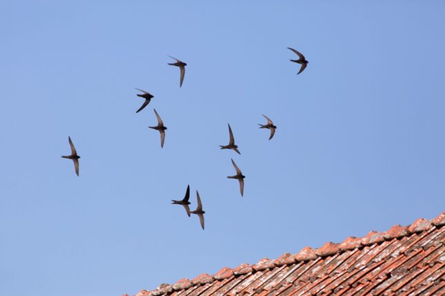 Tornseglarnas fascinerande liv - BirdLife Uppland